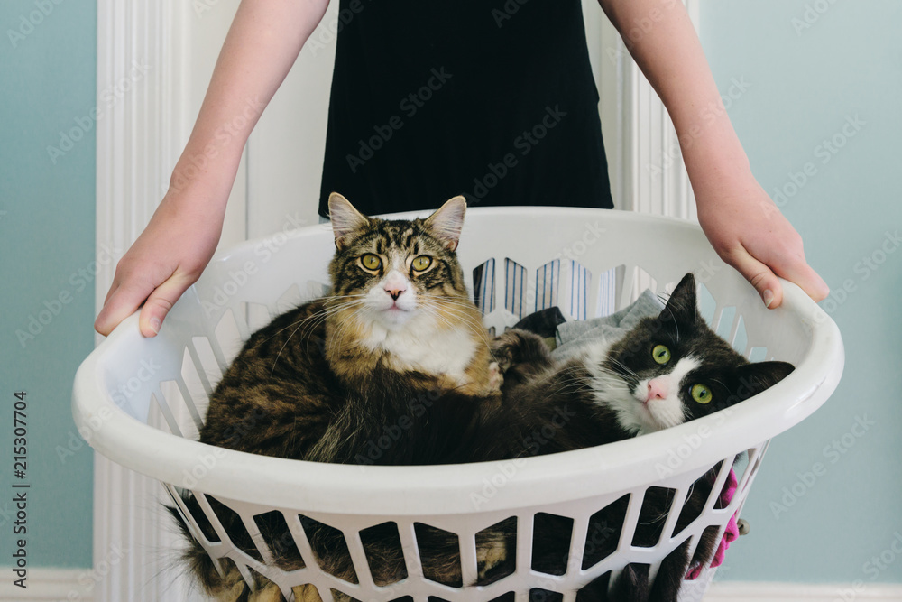 cats in laundry basket Stock Photo | Adobe Stock