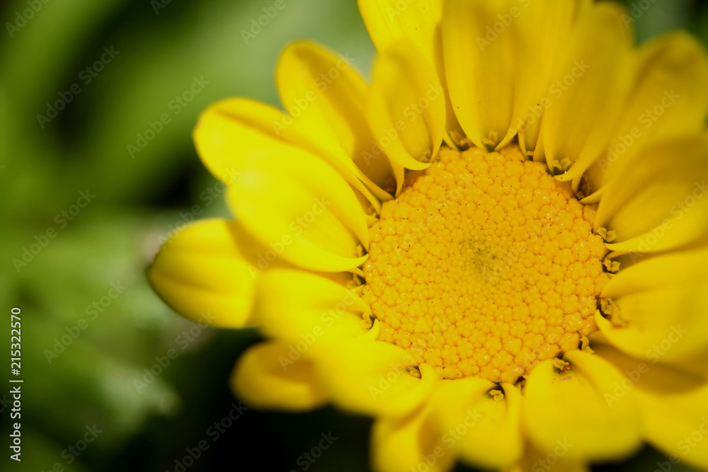 Euryops chrysanthemoides, African bush daisy, bull's-eye, Top view of ...