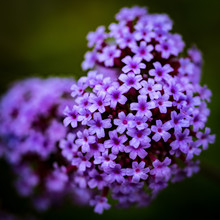 Purple Verbena Flowers Free Stock Photo - Public Domain Pictures