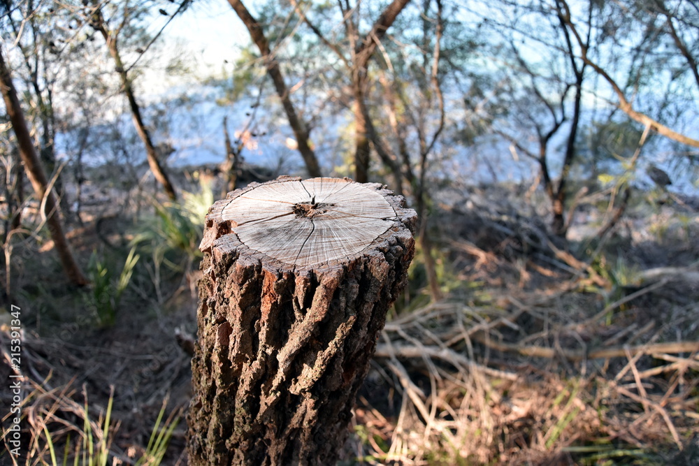 Dead Tree stump in the bush. Old dead tree stump after a tree was cut ...