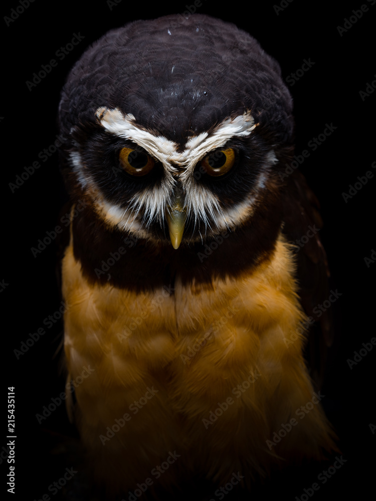 Spectacled owl Stock Photo | Adobe Stock