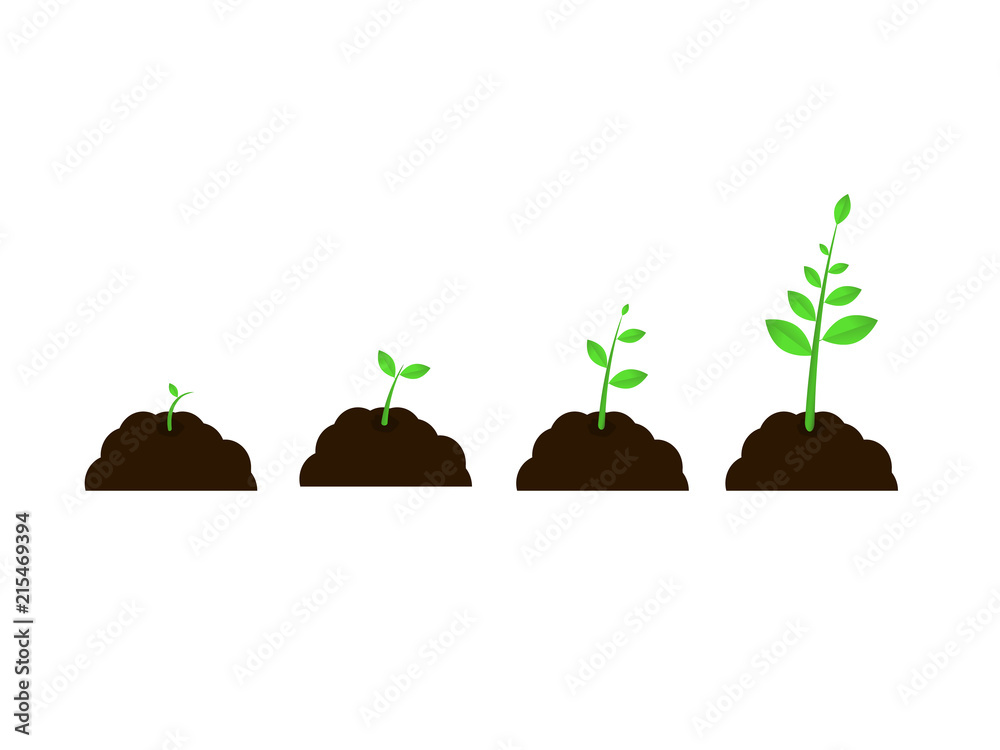 plant grow stages vector seed growth speed Stock Vector | Adobe Stock
