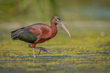 Glossy Ibis Close-up Free Stock Photo - Public Domain Pictures