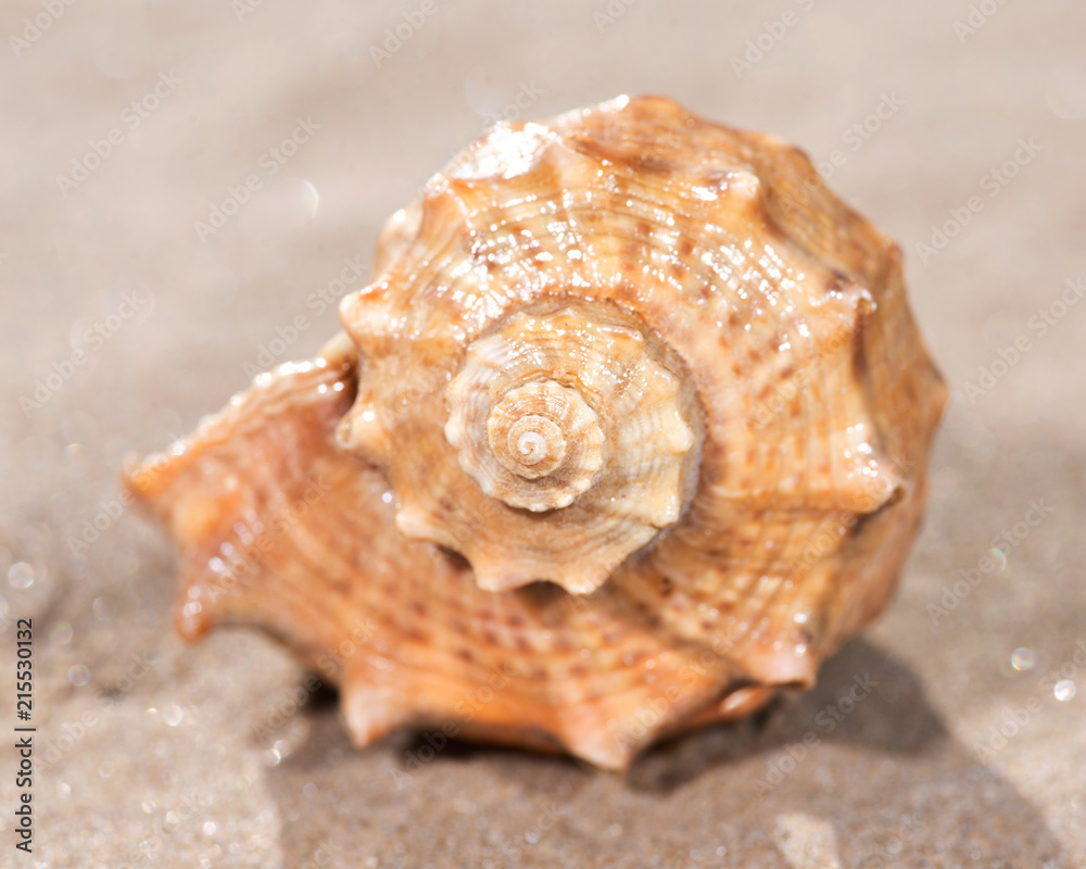 The mollusc (or mollusk) shell is typically a calcareous exoskeleton ...
