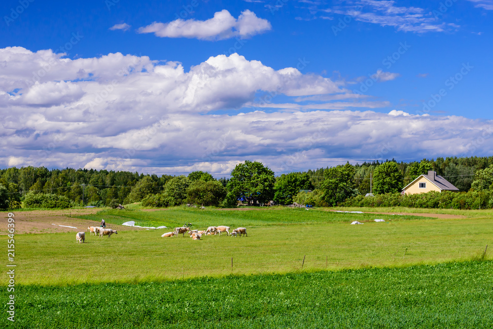 Rural Finland. Beautiful summer landscape with green Meadow with cows ...