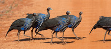 Helmeted Guinea Fowl Close-up Free Stock Photo - Public Domain Pictures