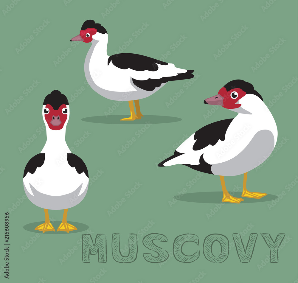 Duck Muscovy Cartoon Vector Illustration Stock Vector | Adobe Stock