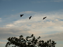 Three Crows Free Stock Photo - Public Domain Pictures