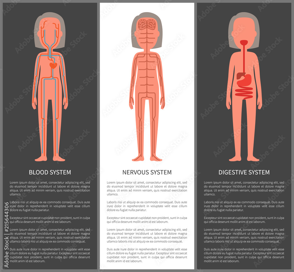 Blood Nervous and Digestive Organism Systems Set Stock Vector | Adobe Stock