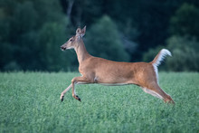 Deer Running Free Stock Photo - Public Domain Pictures