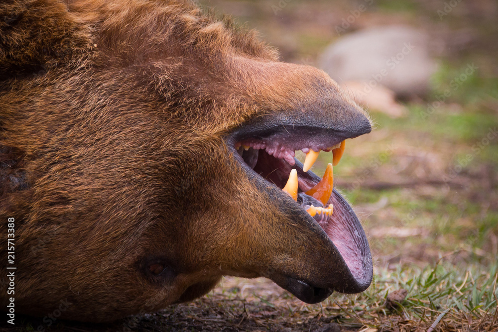 Grizzly bear jaws and teeth close up. Stock Photo | Adobe Stock