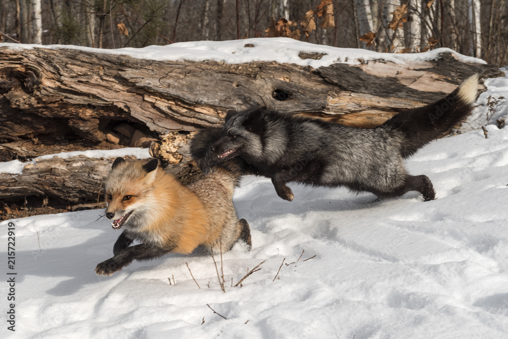 Silver Fox (Vulpes vulpes) Chases After Amber Phase Stock Photo | Adobe ...