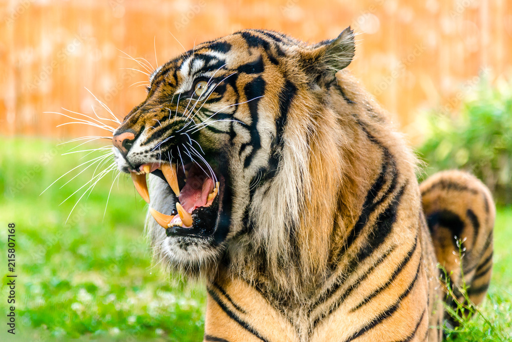 Angry tiger roaring and showing fangs in open mouth. Tigers portrait ...