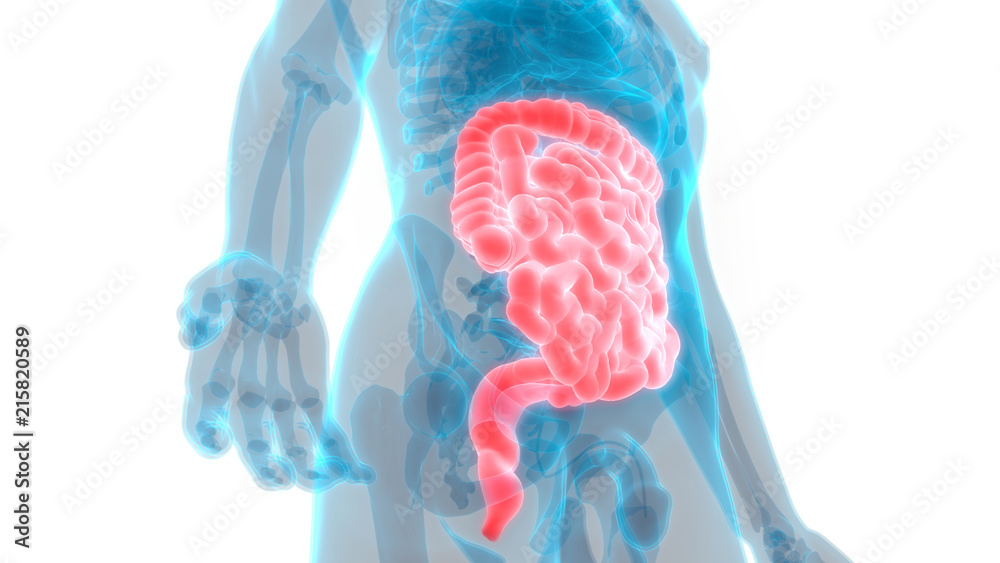 Human Digestive System Large and Small Intestine Anatomy Stock ...