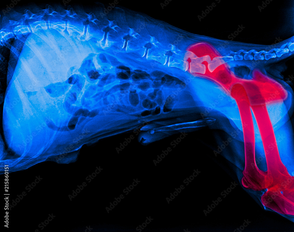 Stock-Foto „X-ray film of dog lateral view with red highlight in hind ...