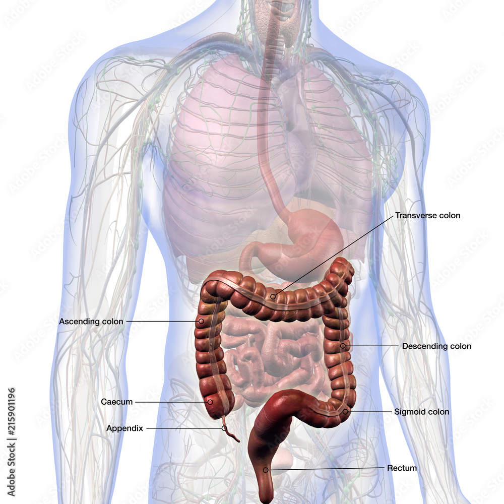 Ilustración de Stock Large Intestine Anatomy with Colon Sections ...