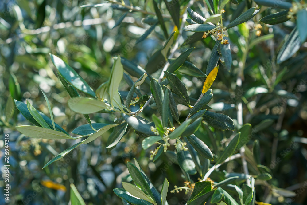 Olive Tree, Olea europaea, close up leaf view Stock Photo | Adobe Stock