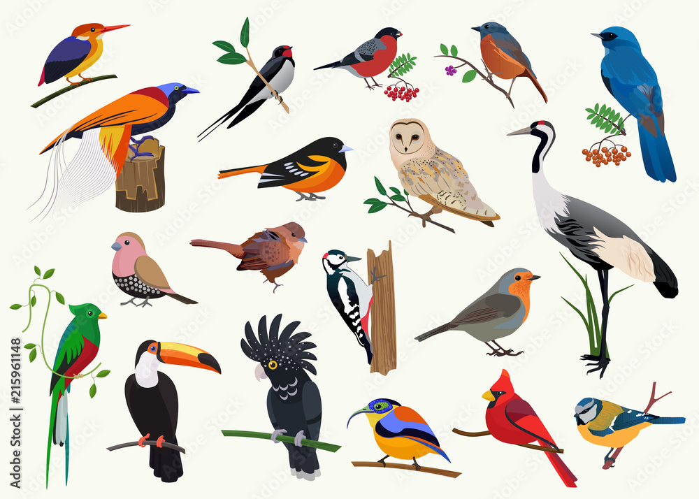 Various cartoon birds collection for any visual design. Stock Vector ...