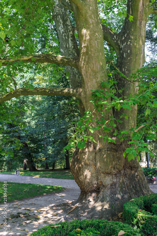 Park in Nieborow - one of oldest Polish plane trees, planted in 1770 ...