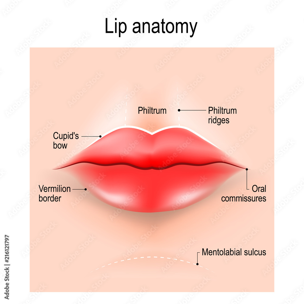 Anatomy of lips. 스톡 벡터 | Adobe Stock