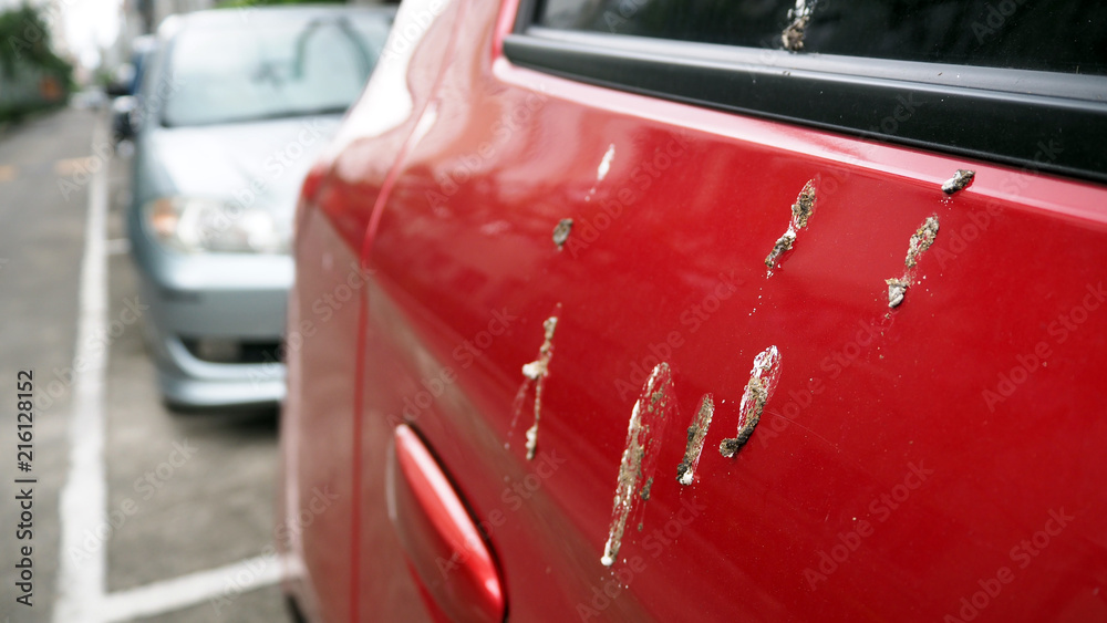 Bird feces on red car. Bird droppings on cars. Stock Photo | Adobe Stock