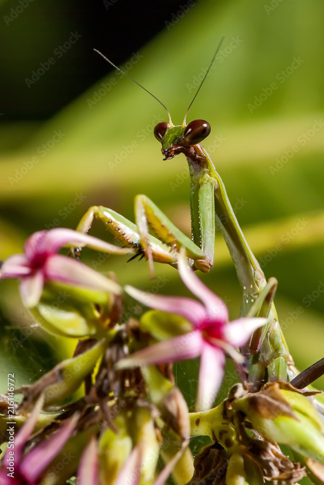 Praying mantis photographed in Guarapari, Espírito Santo - Southeast of ...