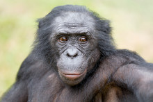 Bonobo Apes Free Stock Photo - Public Domain Pictures