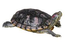 Red Eared Slider Turtle Free Stock Photo - Public Domain Pictures