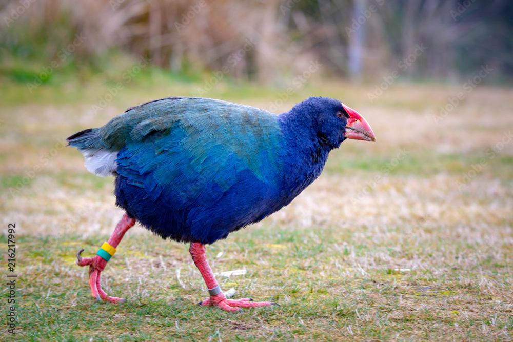 A flightless endangered takahe wanders around its habitat of native ...
