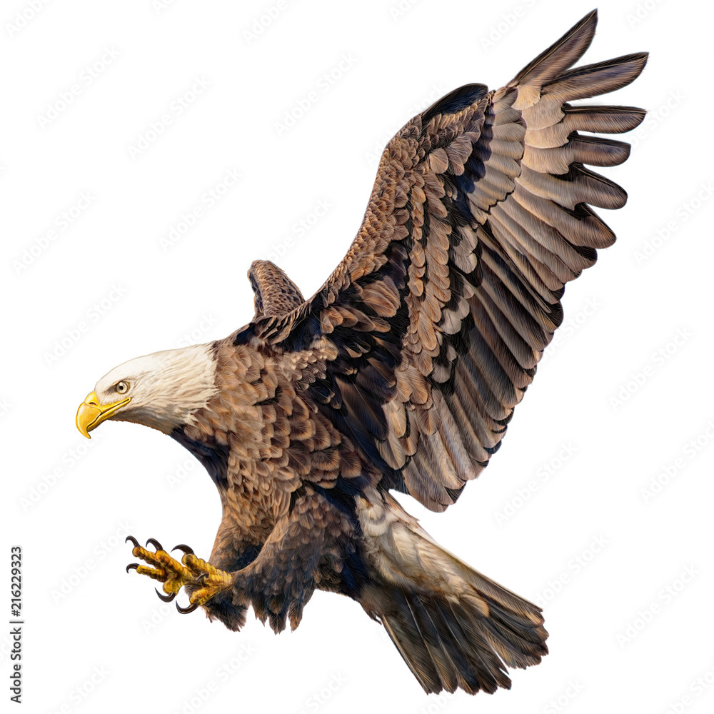 Bald eagle flying swoop attack hand draw and paint color on white ...