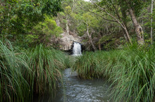 Australian Bush And Creek Free Stock Photo - Public Domain Pictures