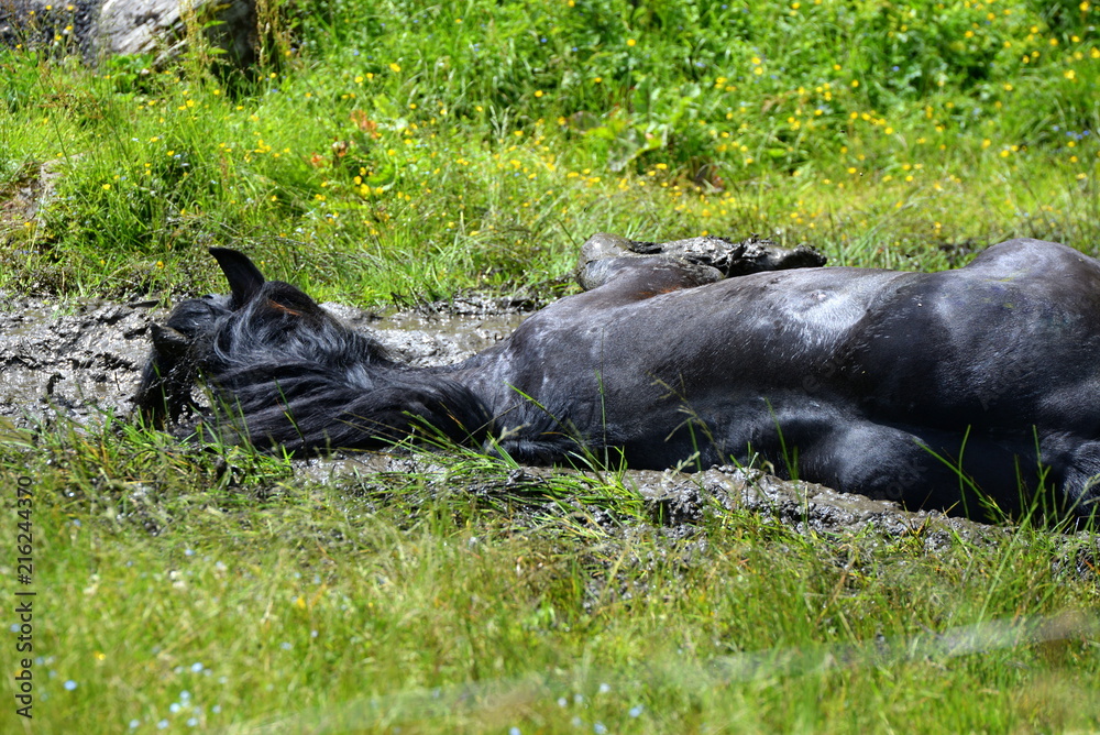 horse in the mud. Mighty blach stallion lying in the mud Stock Photo ...