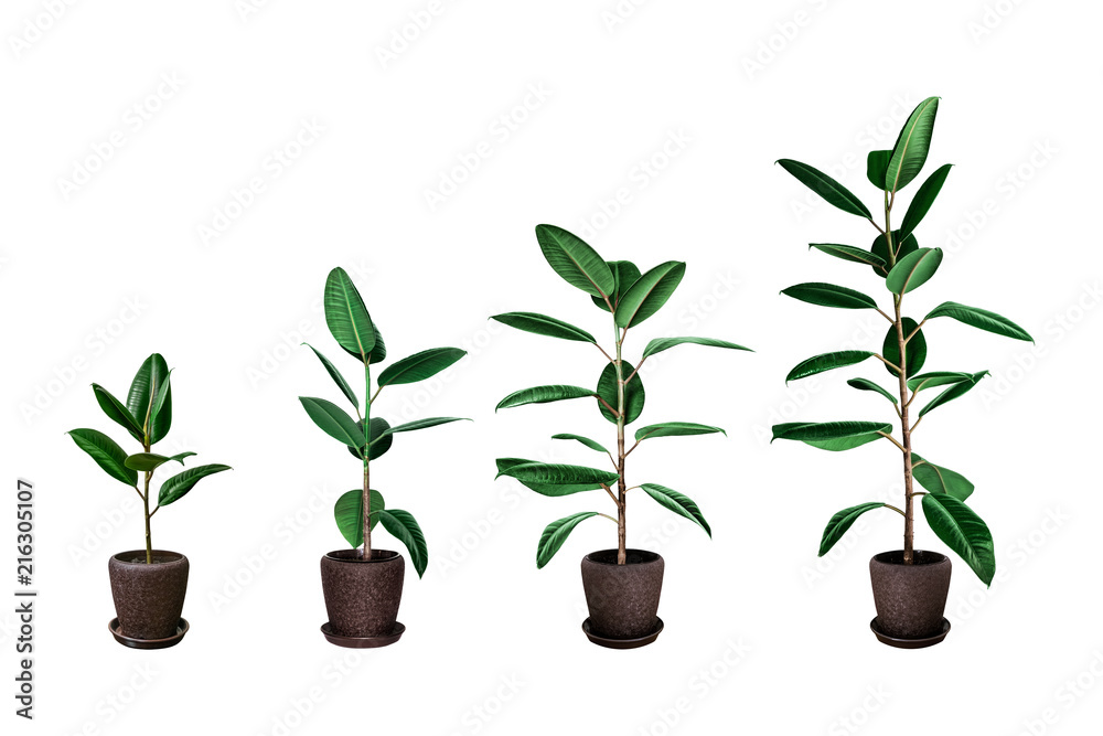 Potted ficus tree isolated on white Stock Photo | Adobe Stock