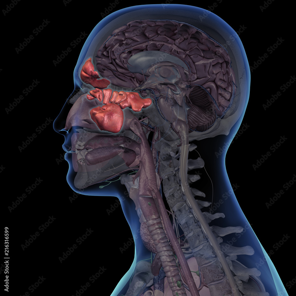 Sinuses Highlighted in Cross Section of Man's Head Anatomy Stock ...
