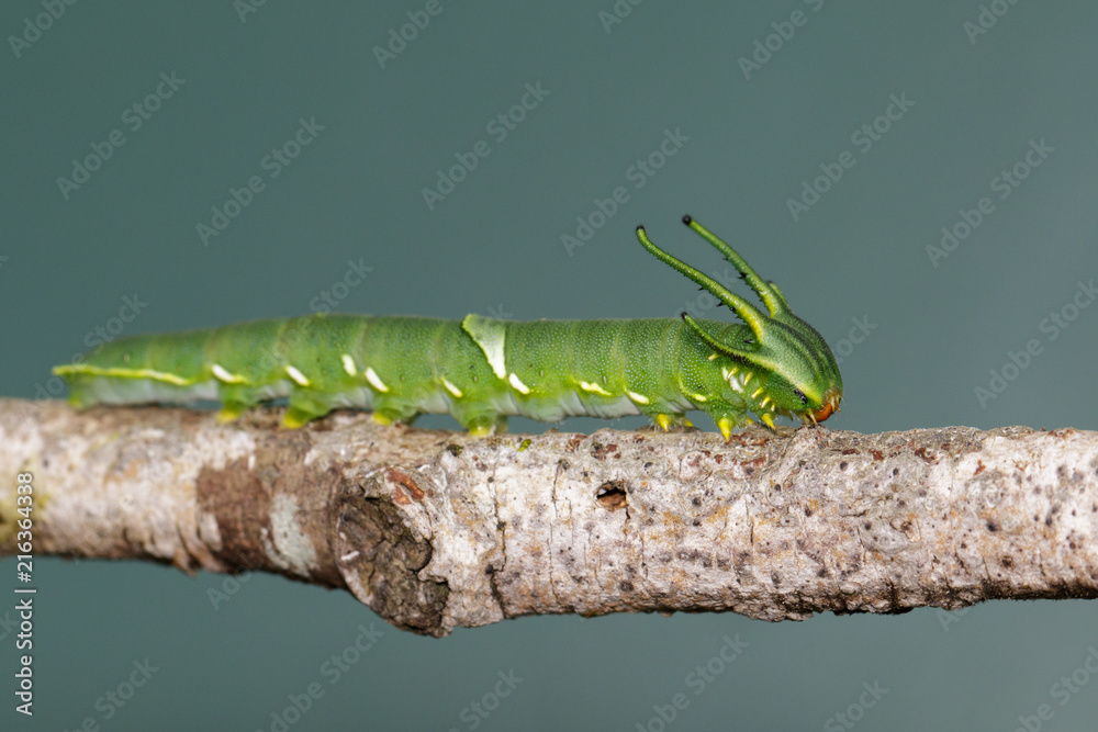 Image of Caterpillar of common nawab butterfly (Polyura athamas) or ...