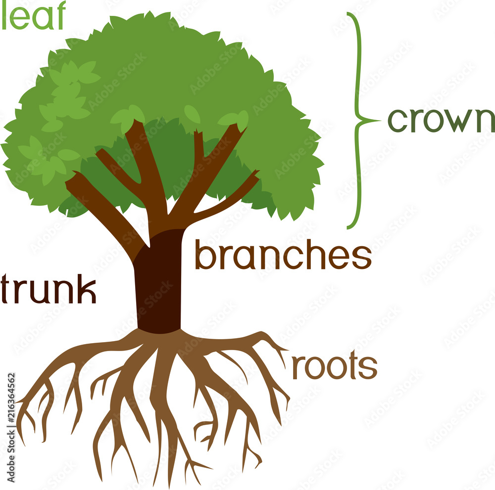 Parts of plant. Morphology of tree with green crown, root system, and ...