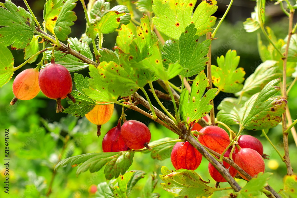 Foto de Stock Gooseberry berries on the bush. The common gooseberry ...