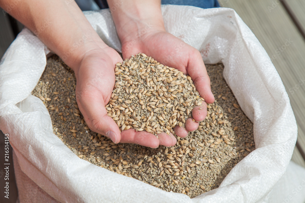 Hand full of chicken feed Stock Photo | Adobe Stock