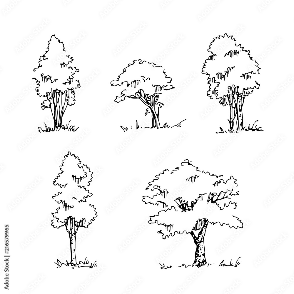Set of hand drawn architect trees. Vector sketch.Architectural ...