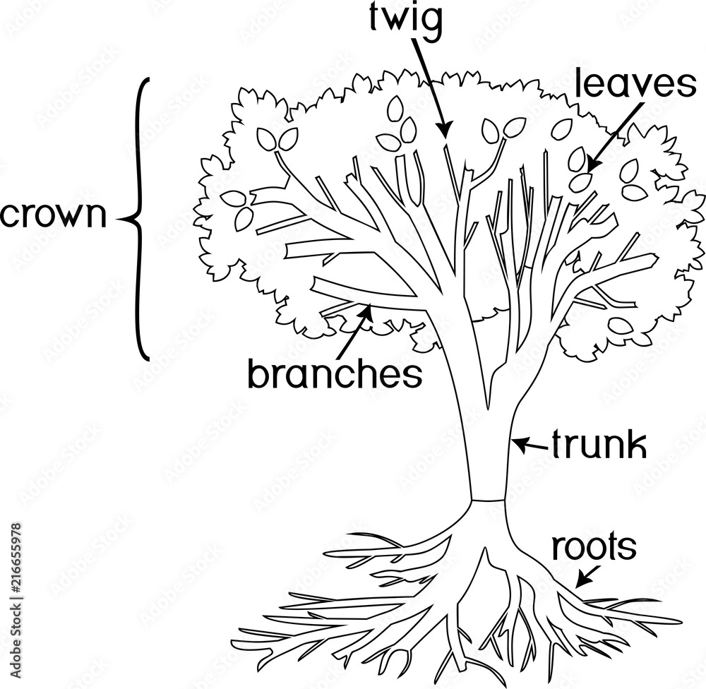 Coloring page. Parts of plant. Morphology of tree with crown, root ...