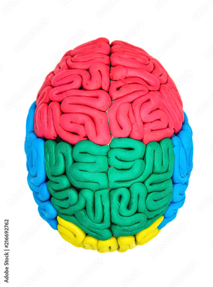 Clay model of human brain anatomy on white background Stock Photo ...