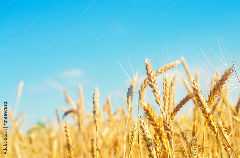 wheat spike and blue sky close-up. a golden field. beautiful view ...