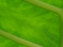 Texture Green Structure Background Free Stock Photo - Public Domain ...