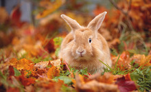 Easter Spring Rabbit Squirrel Free Stock Photo - Public Domain Pictures