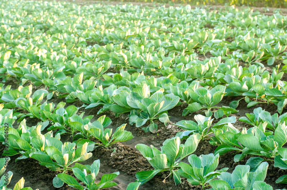 cabbage plantations grow in the field. vegetable rows. farming ...