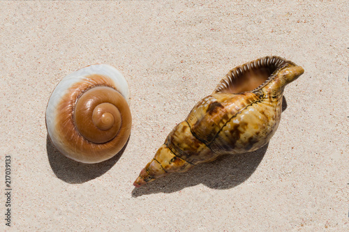 Composition of two beautiful conch shells from a coral reef of ...