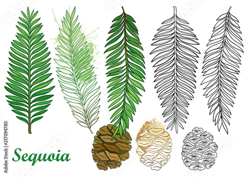 Vector set with outline Sequoia or California redwood in black and ...
