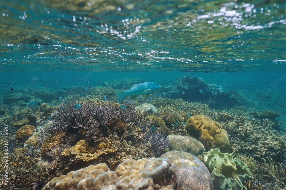 Underwater coral reef below water surface with a leopard coral grouper ...