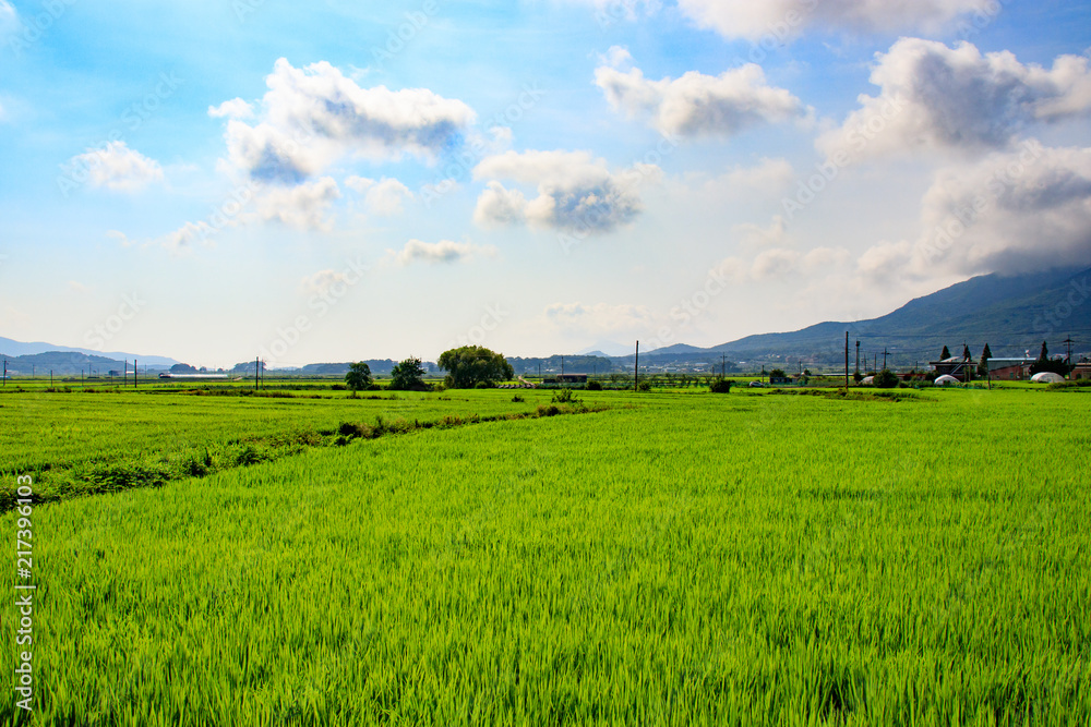 Korean traditional rice farming. Korean rice farming scenery. Rice ...