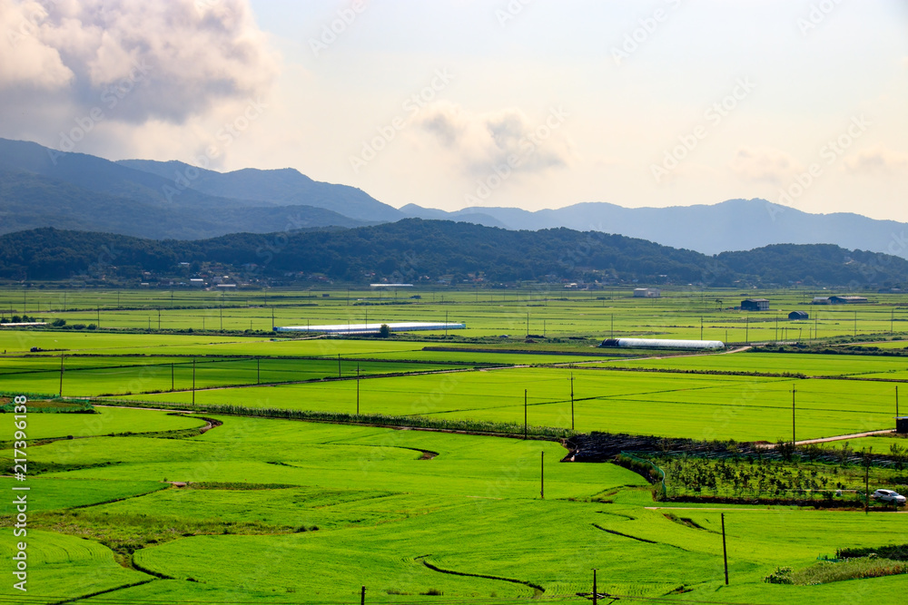 Korean traditional rice farming. Korean rice farming scenery. Rice ...